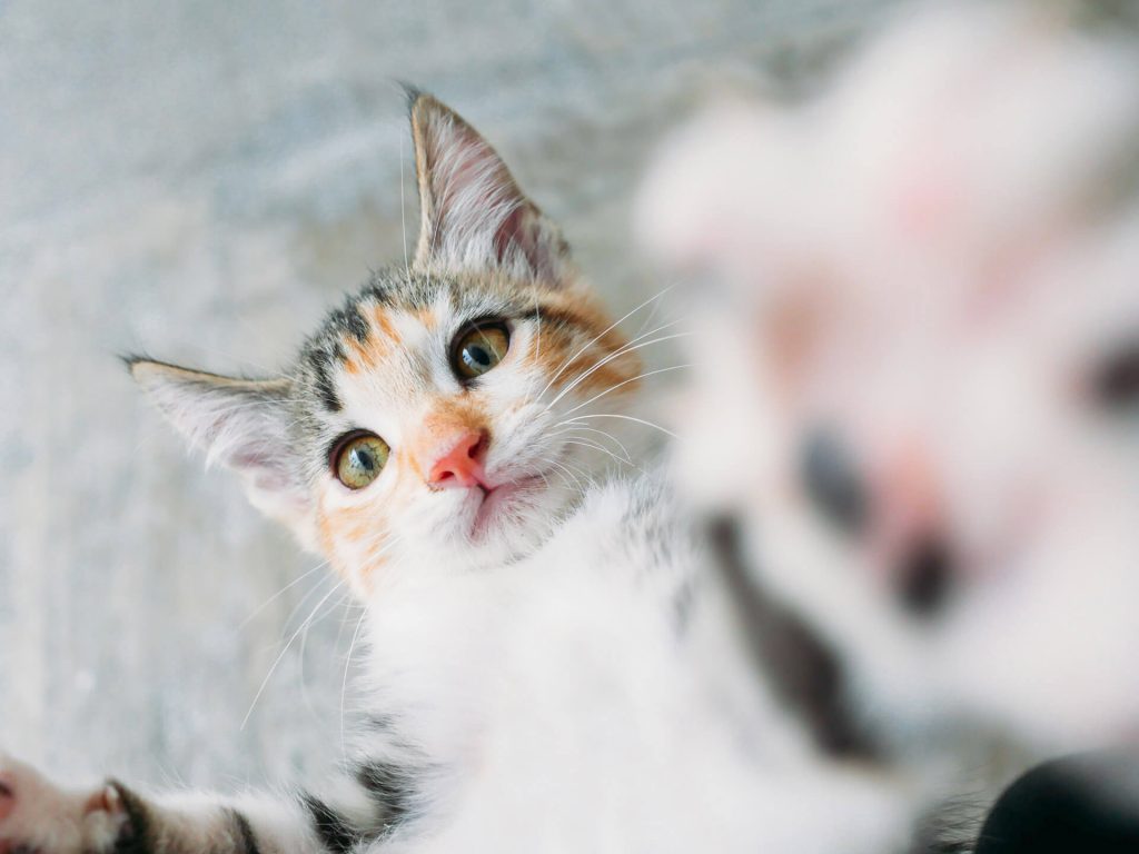Declawing – Kitty City Kansas Rescue
