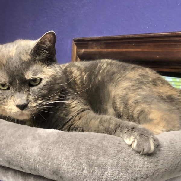 Kitty City Kansas Rescue – Cat Foster and Adoption Organization