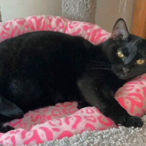 Kitty City Kansas Rescue – Cat Foster and Adoption Organization