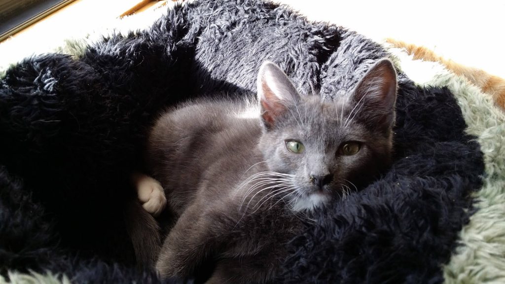 Kitty City Kansas Rescue – Cat Foster and Adoption Organization