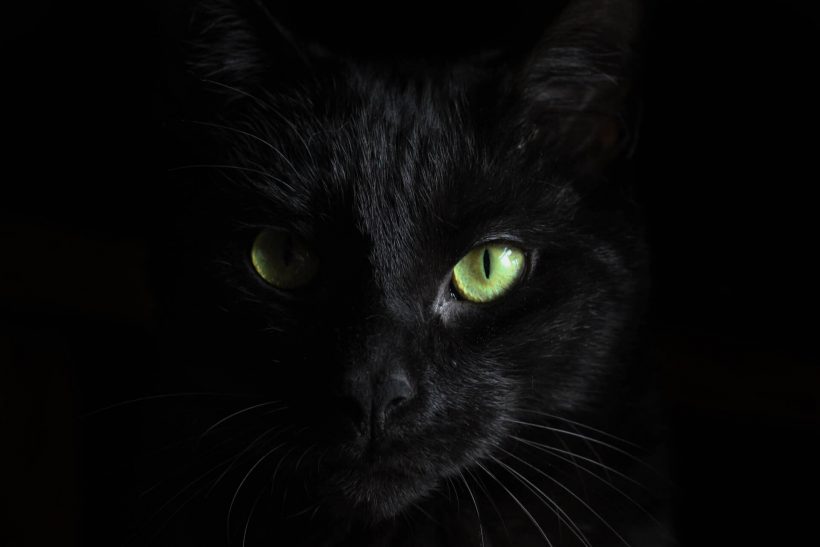 Kitty City Kansas Rescue – Cat Foster and Adoption Organization