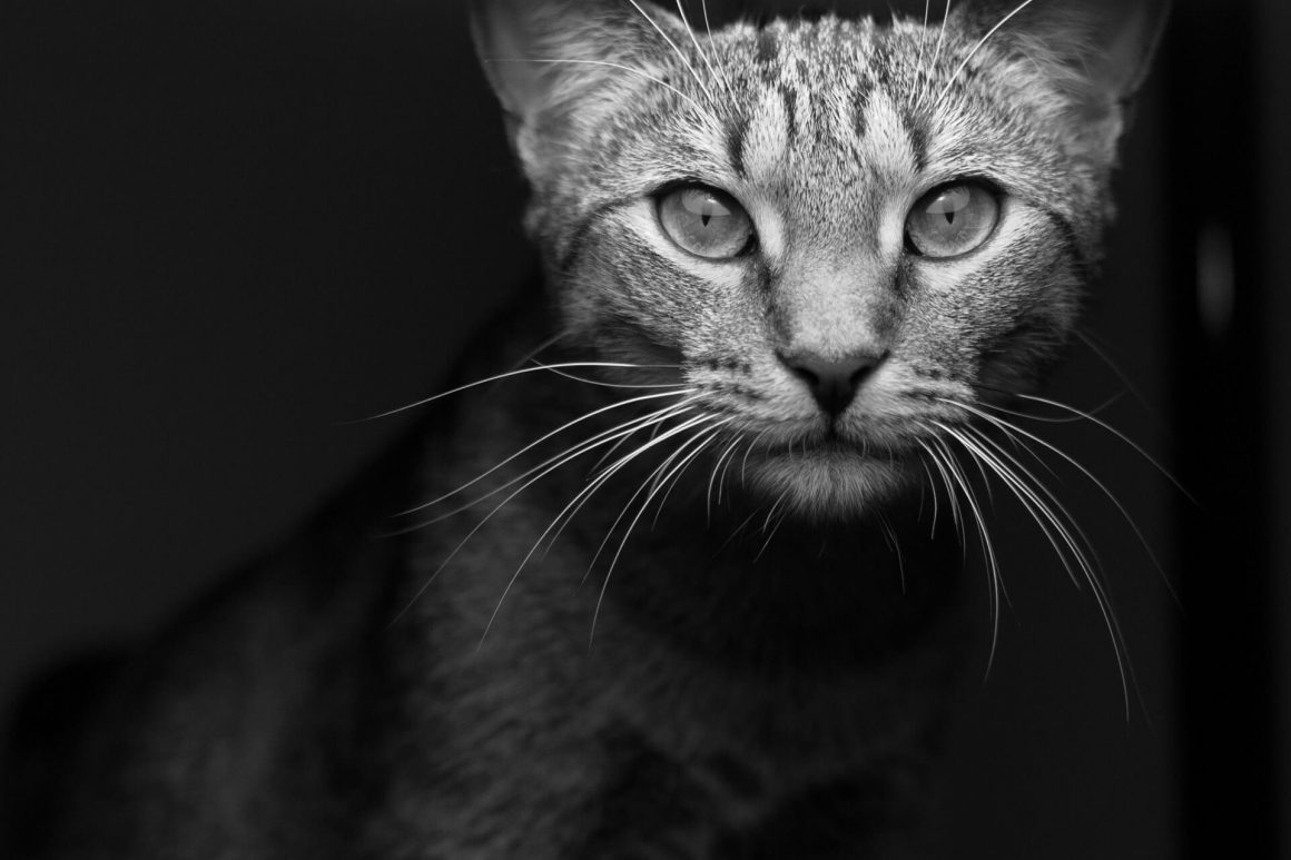 Kitty City Kansas Rescue – Cat Foster and Adoption Organization