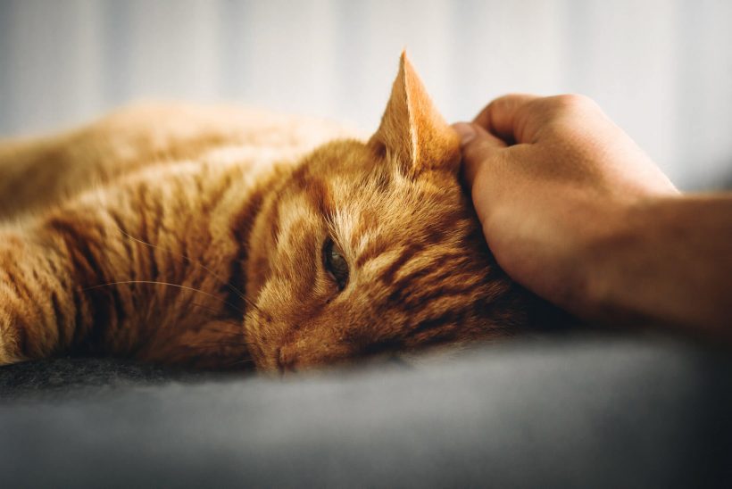 Kitty City Kansas Rescue – Cat Foster and Adoption Organization